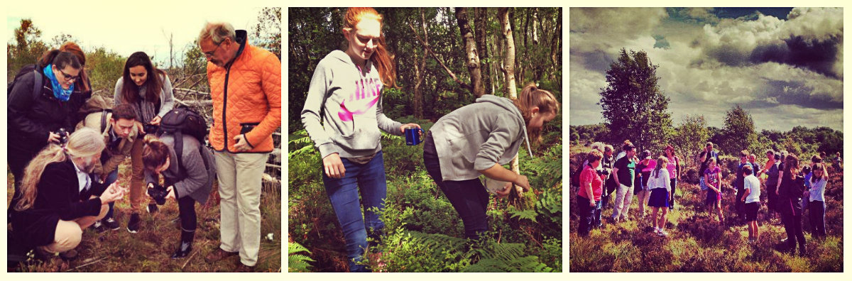 A Guide to Foraging – The 5WS | A Bog's Life