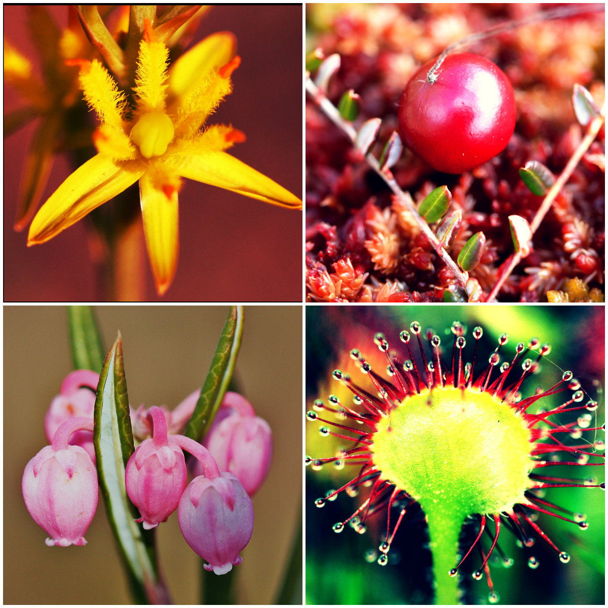 In Praise of Bog Plants | A Bog's Life